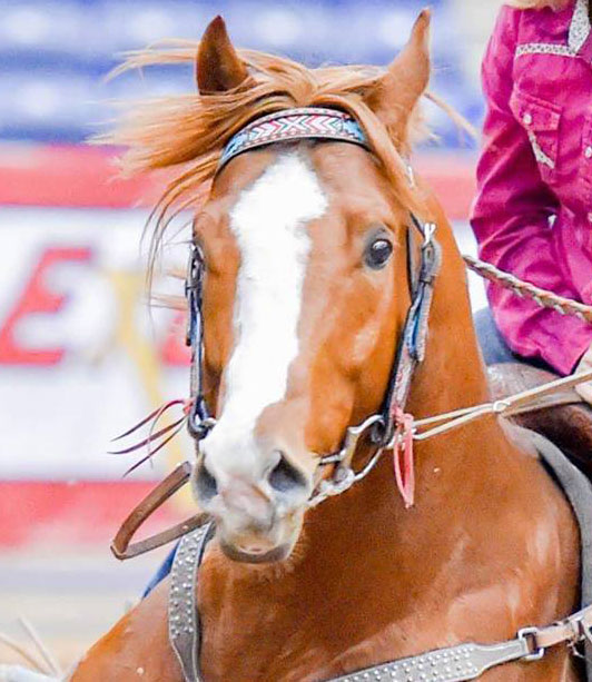 Running T Farms Stallion Roster - Running T Farms - Canyon and Amarillo ...