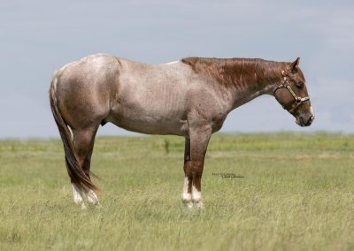 Metallic Crush - Running T Farms - Canyon and Amarillo Texas