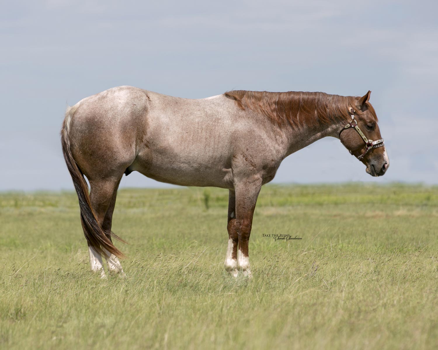 Metallic Crush - Running T Farms - Canyon and Amarillo Texas