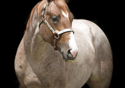 Metallic Crush - Running T Farms - Canyon and Amarillo Texas