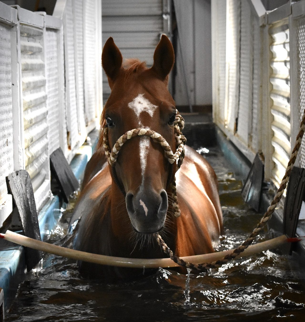 Equine Sports Therapy - Running T Farms - Canyon and Amarillo Texas