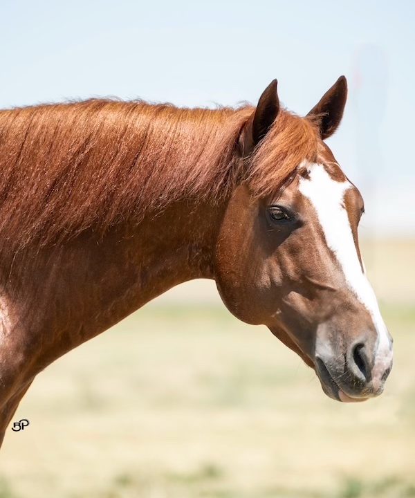 Running T Farms Stallion Roster - Running T Farms - Canyon and Amarillo ...