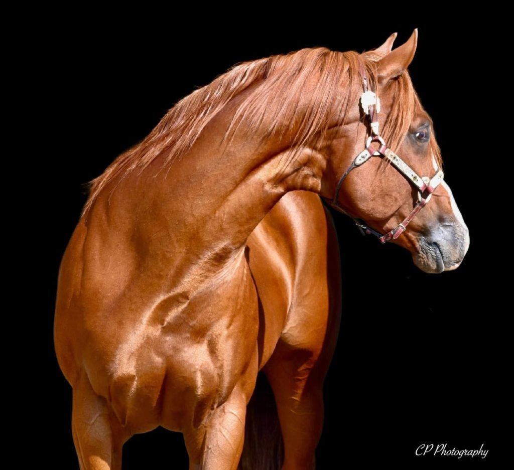 Running T Farms Stallion Roster - Running T Farms - Canyon and Amarillo ...