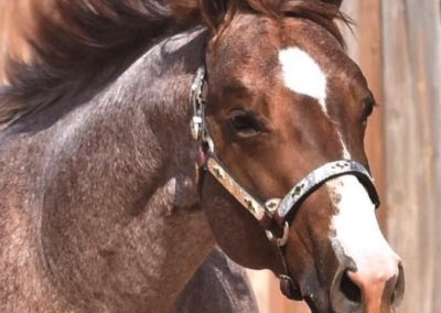 Metallic Crush - Running T Farms - Canyon and Amarillo Texas